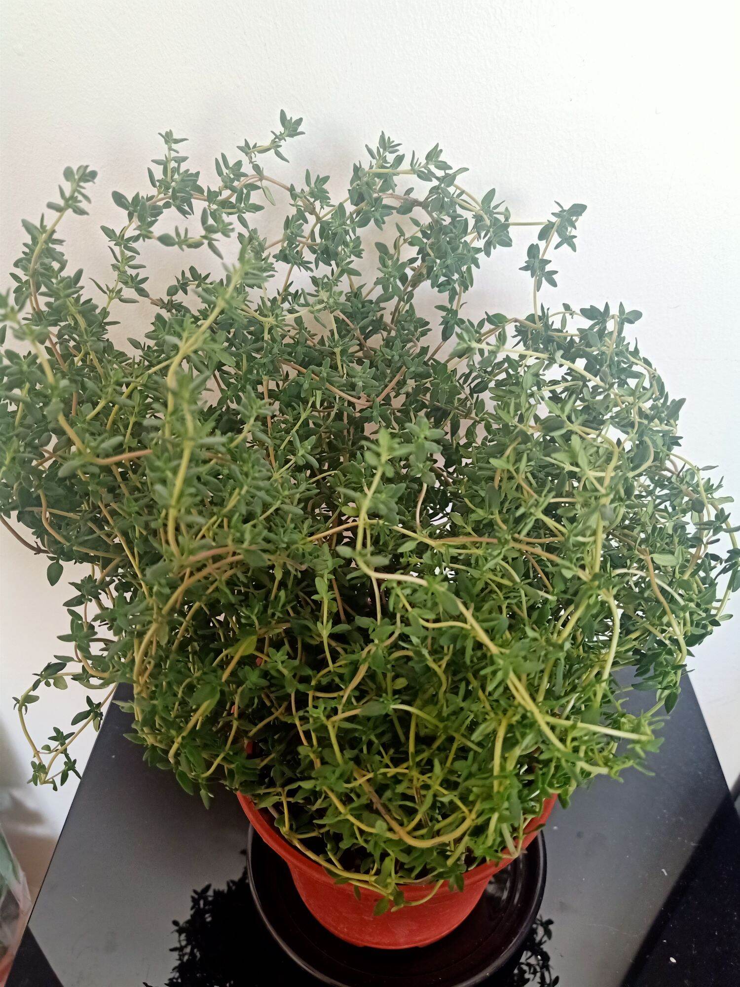 Pokok Herba Thyme Cameron Highlands | Lazada