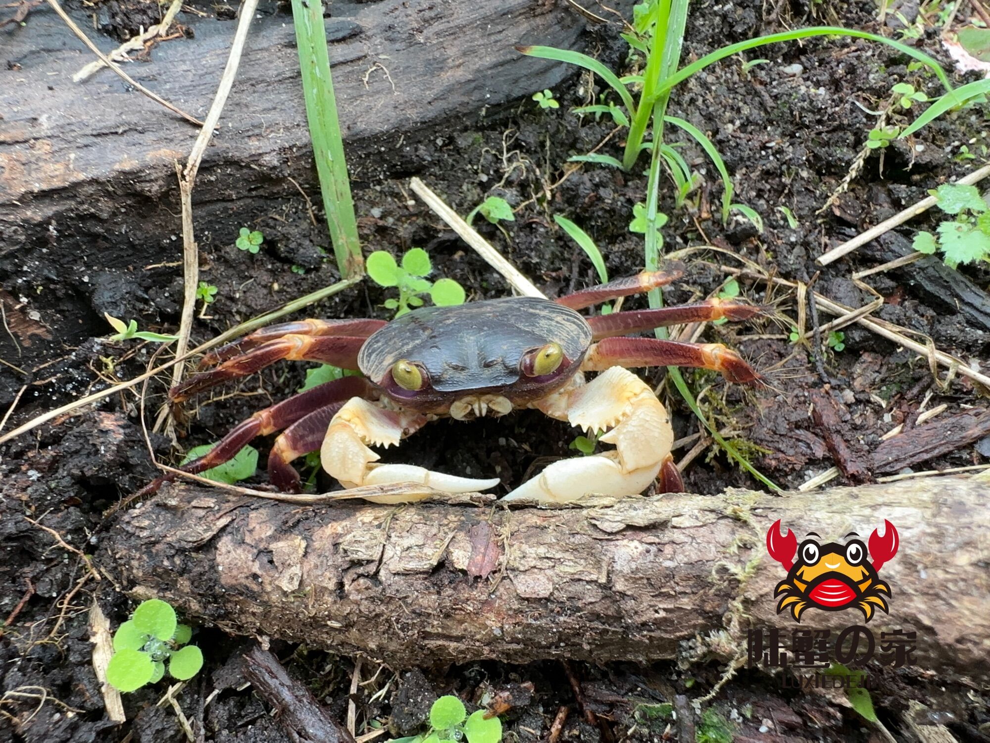 Geograpsus grayi/Land-dwelling crab 格雷陆方蟹 | Lazada