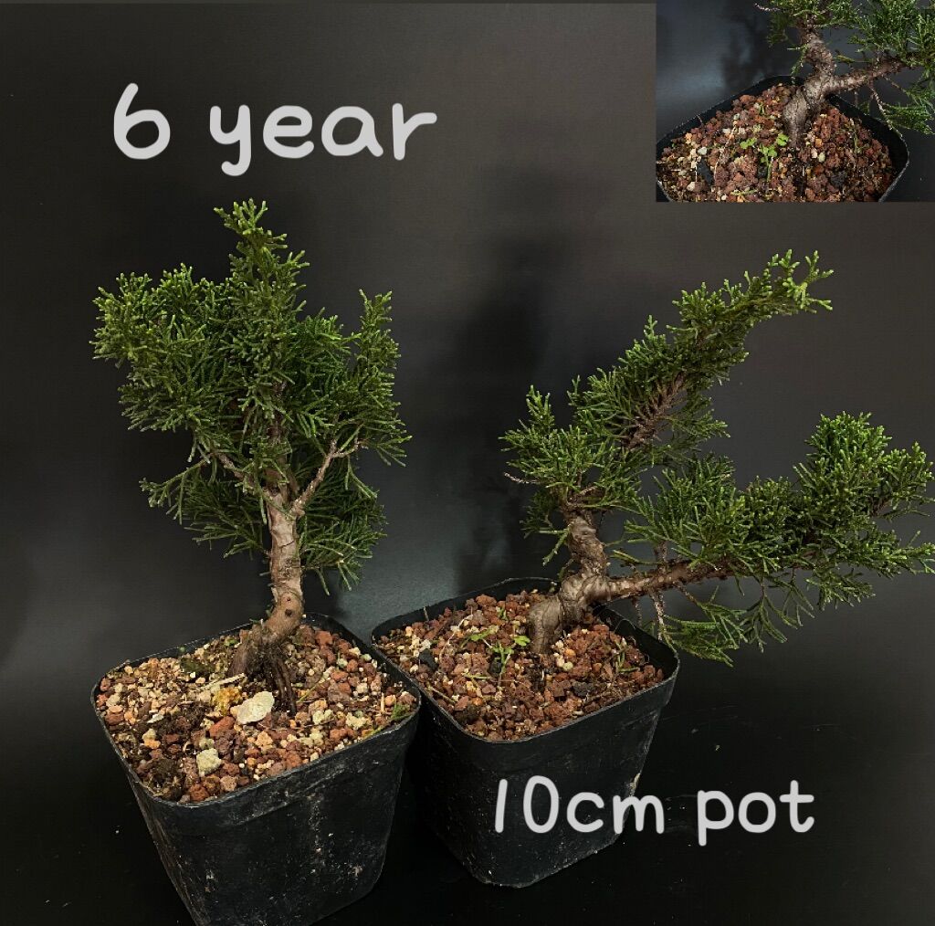 japanese juniper shimpaku kishu/日本济州真柏 (bonsai plant/live plant/outdoor ...