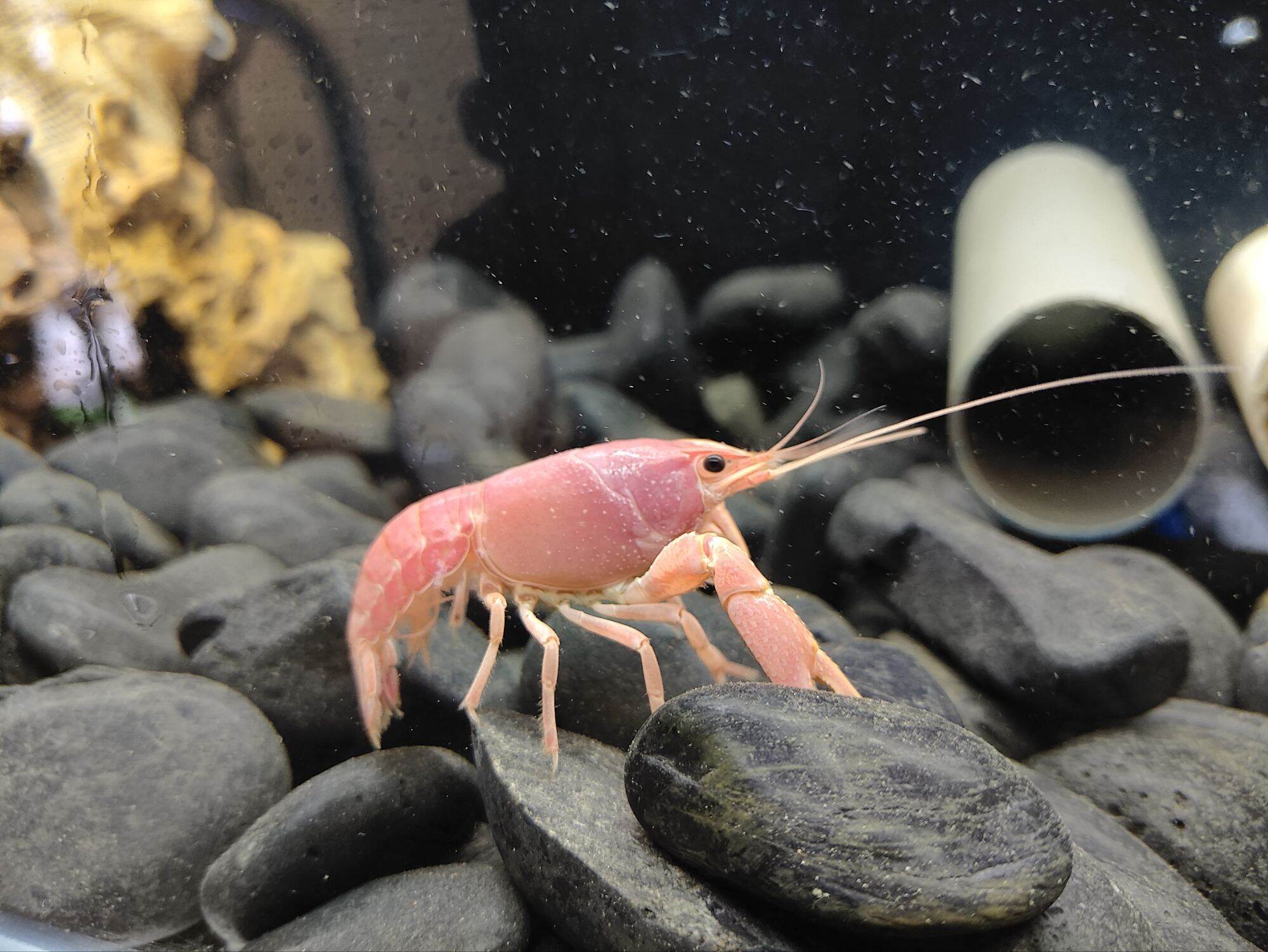 Rare Crayfish🦞- Bright Pink 💕 | Lazada