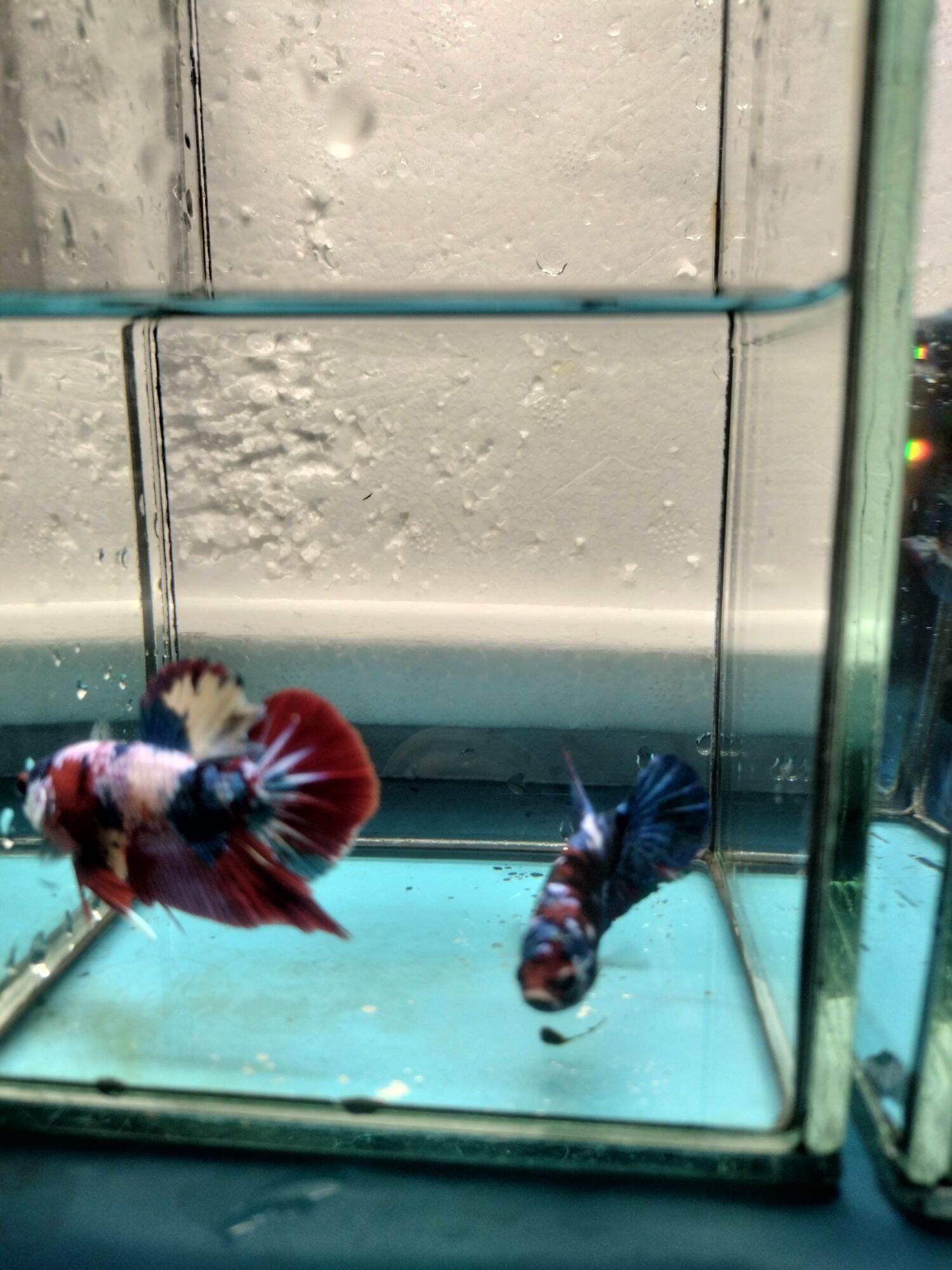 Ikan Laga Live Fish Betta Fish Koi Galaxy ( Thailand Lineage ) | Lazada