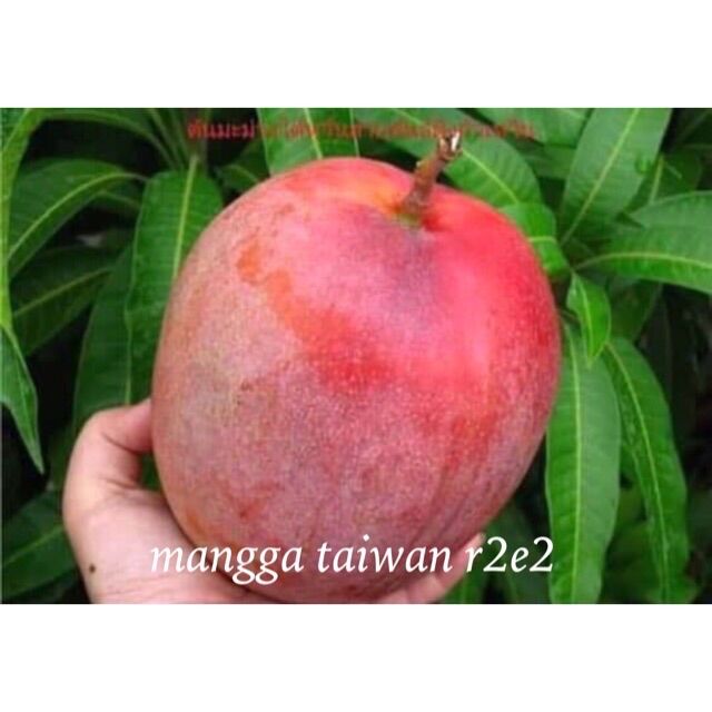 Pokok kahwin / grafted mangga Taiwan R2E2 | Lazada