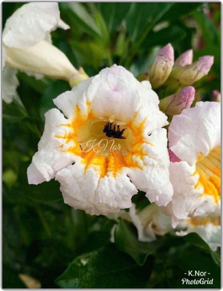 Pokok Bunga Peep Thong Dwarf Jasmine Tree Bunga wangi kelulut suka real ...