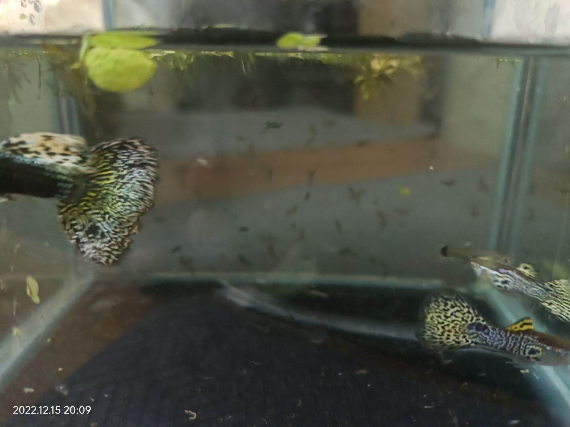 Green snakeskin lace guppies | Lazada