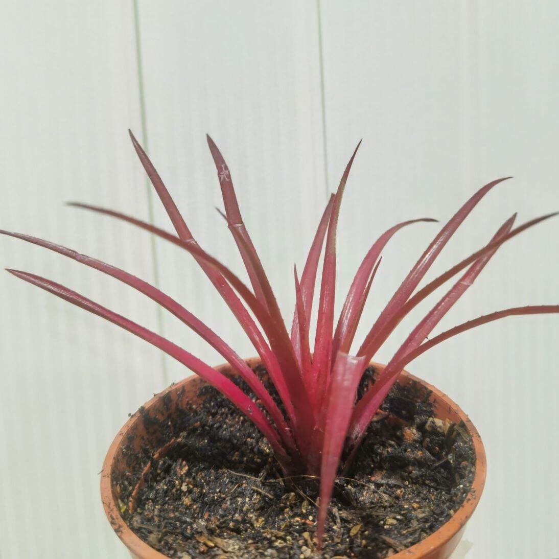 bromeliad neoregelia Firecracker | Lazada