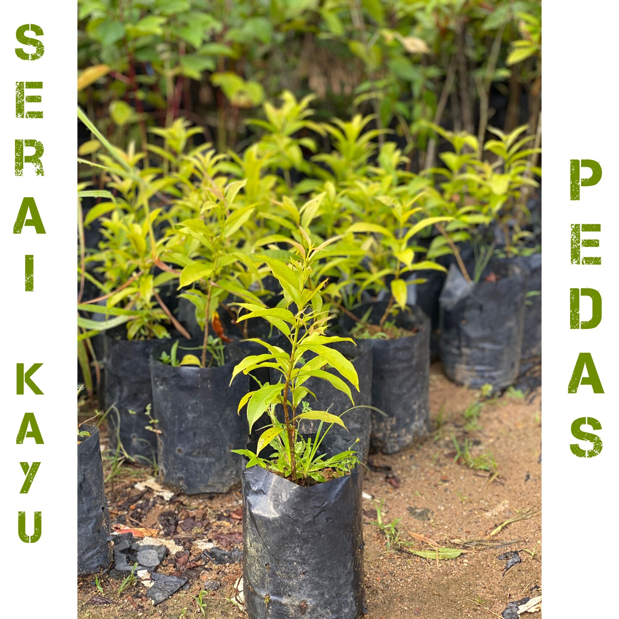 Pokok Serai kayu pedas / pokok samak pedas untuk ulaman | Lazada