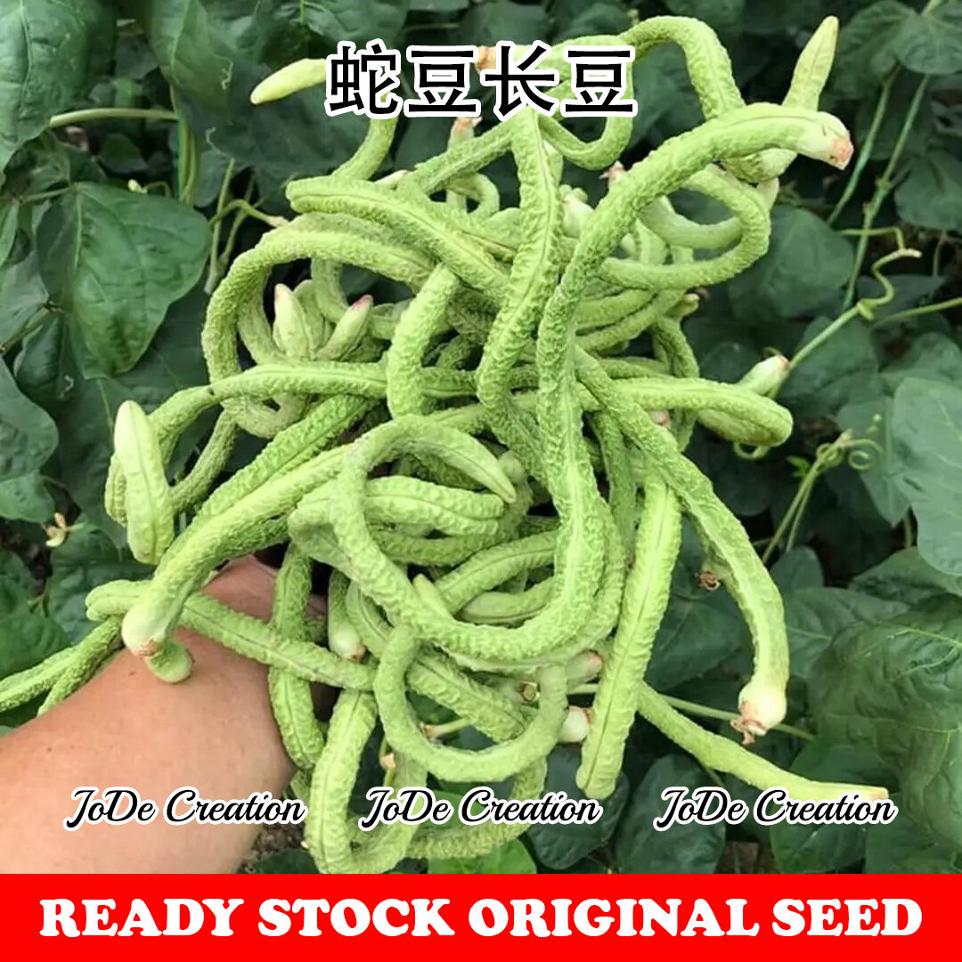 Benih Kacang Panjang Ular / Snake Long Bean Seeds / 蛇豆长豆种子 | Lazada