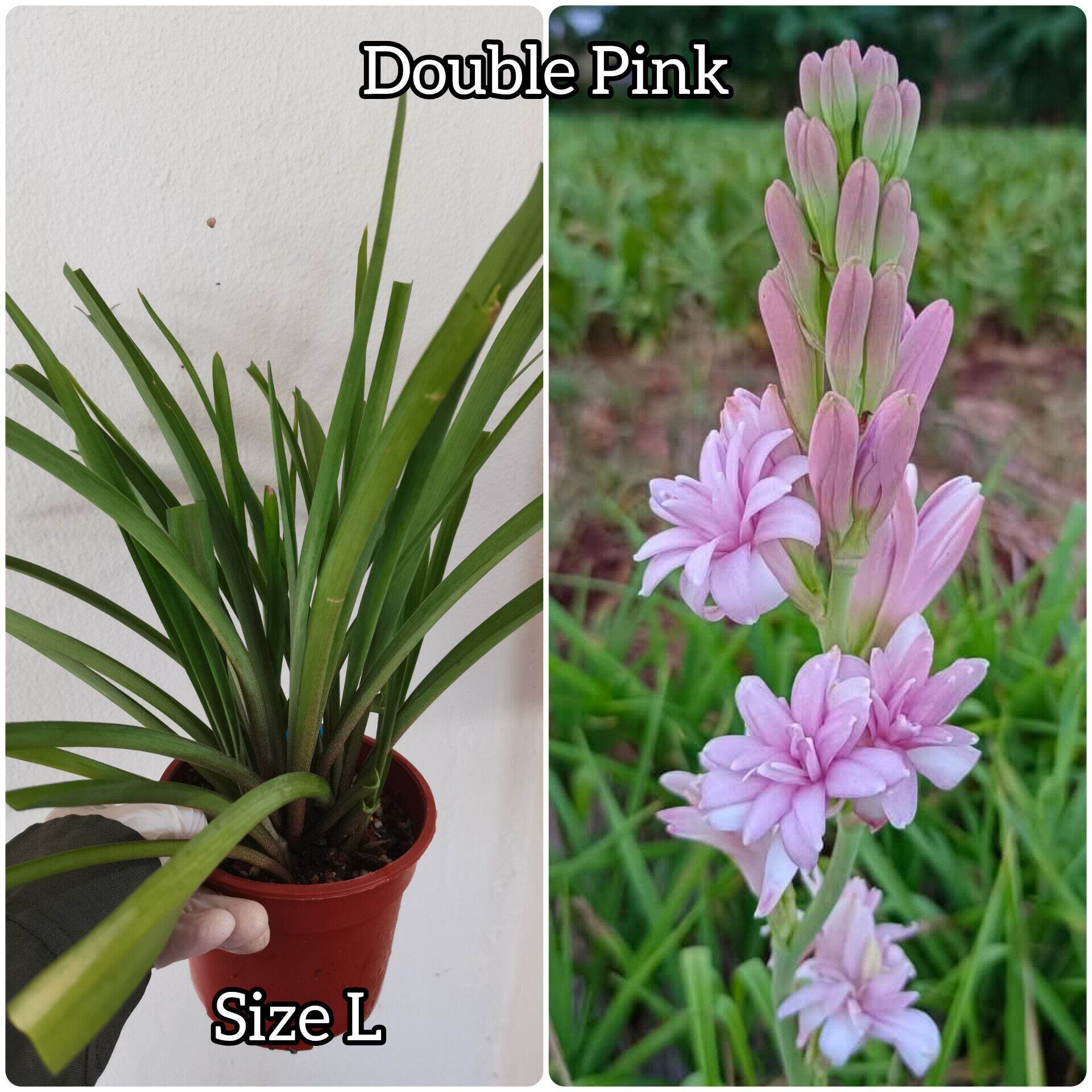 1 Pokok Bunga Harum Sundal Malam Pelbagai Warna Putih Pink Purple ...