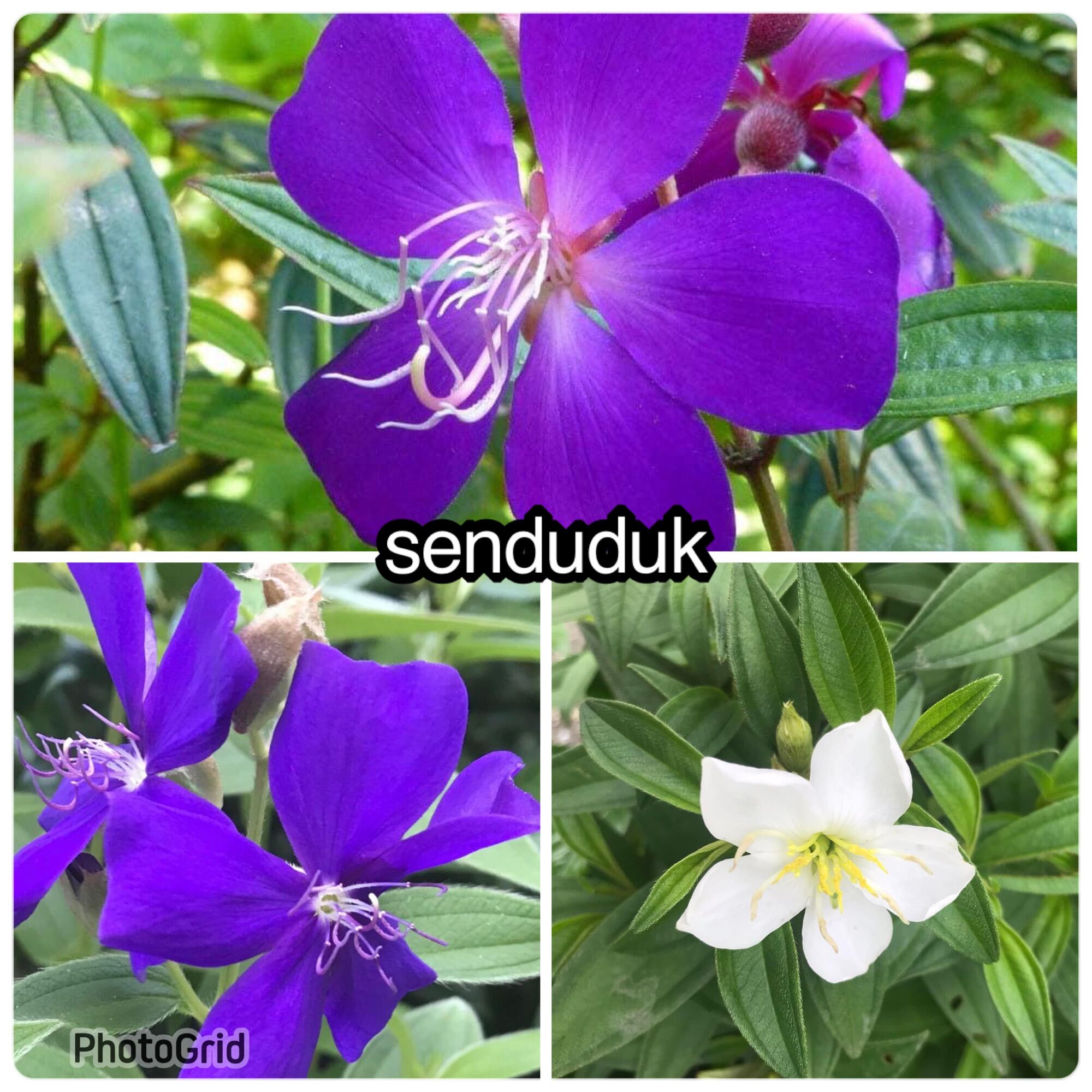 Pokok senduduk, melastoma bunga putih, biru violet dan Holland bunga ...