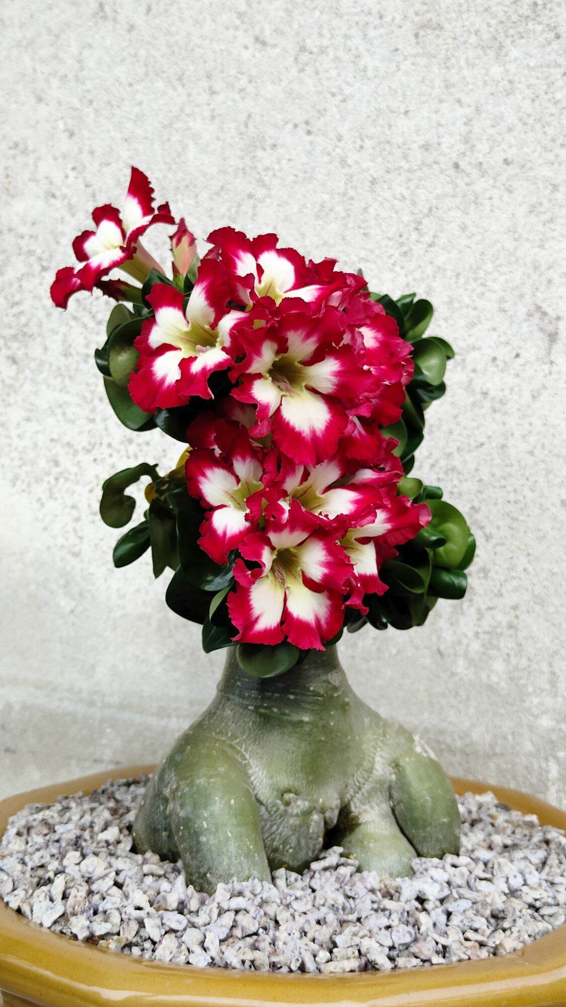 Shop online with TMK TRADING now! Visit TMK TRADING on Lazada.