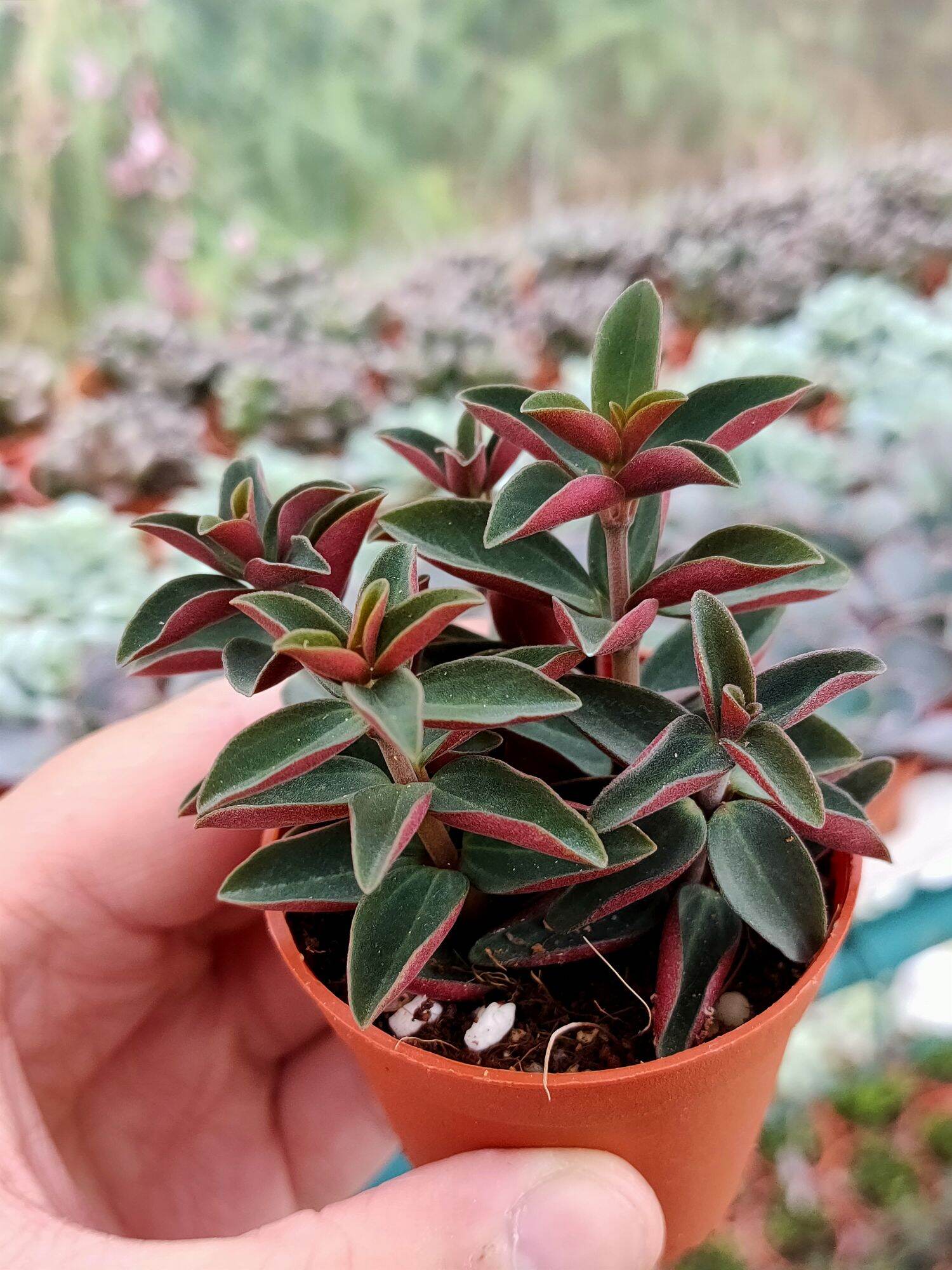 Live Plant Succulent Peperomia Rubella背叶红椒草 5.5cm pot | Lazada