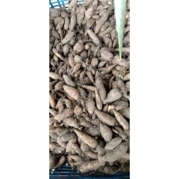 Ubi keling @ ubi kemili. / 1kg | Lazada