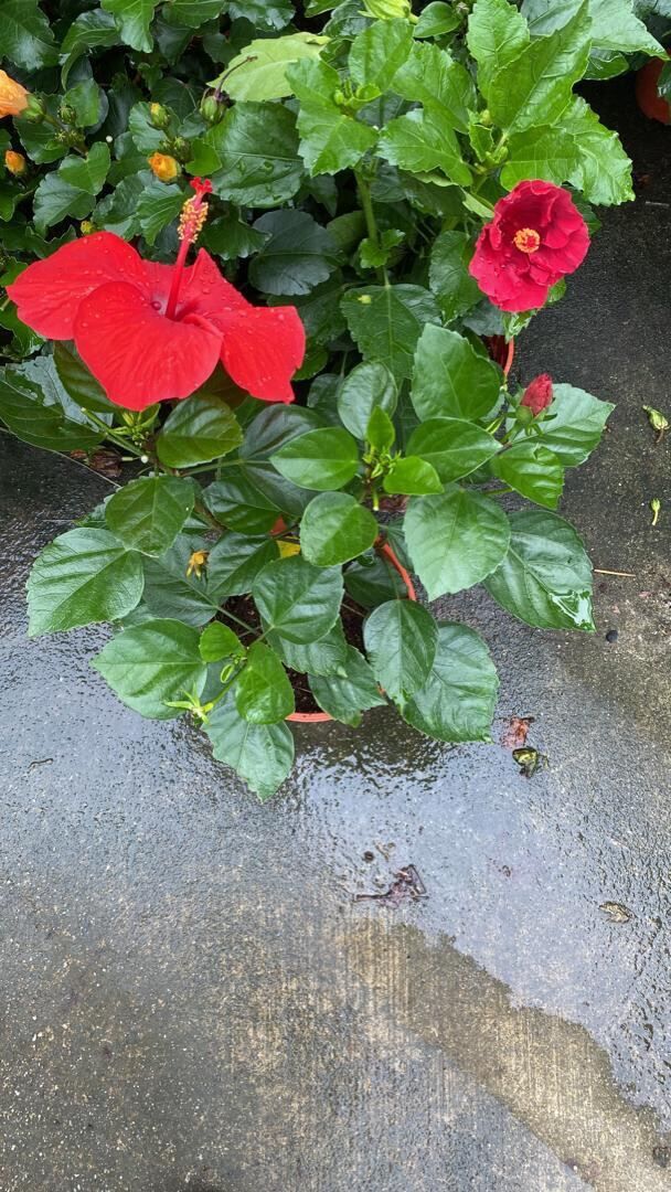 POKOK BUNGA RAYA RENEK merah bunga besar | Lazada