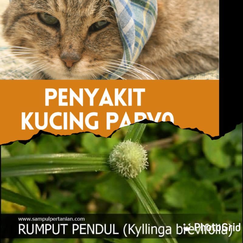 PARVO KUCING | RUMPUT HELIKOPTER / RUMPUT PENDUL HERBA KUCING SIHAT ...