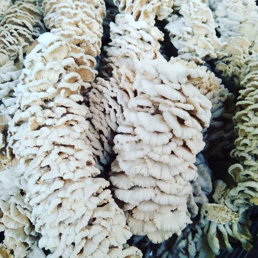 CENDAWAN SISIR/KUKUR KERING | Lazada