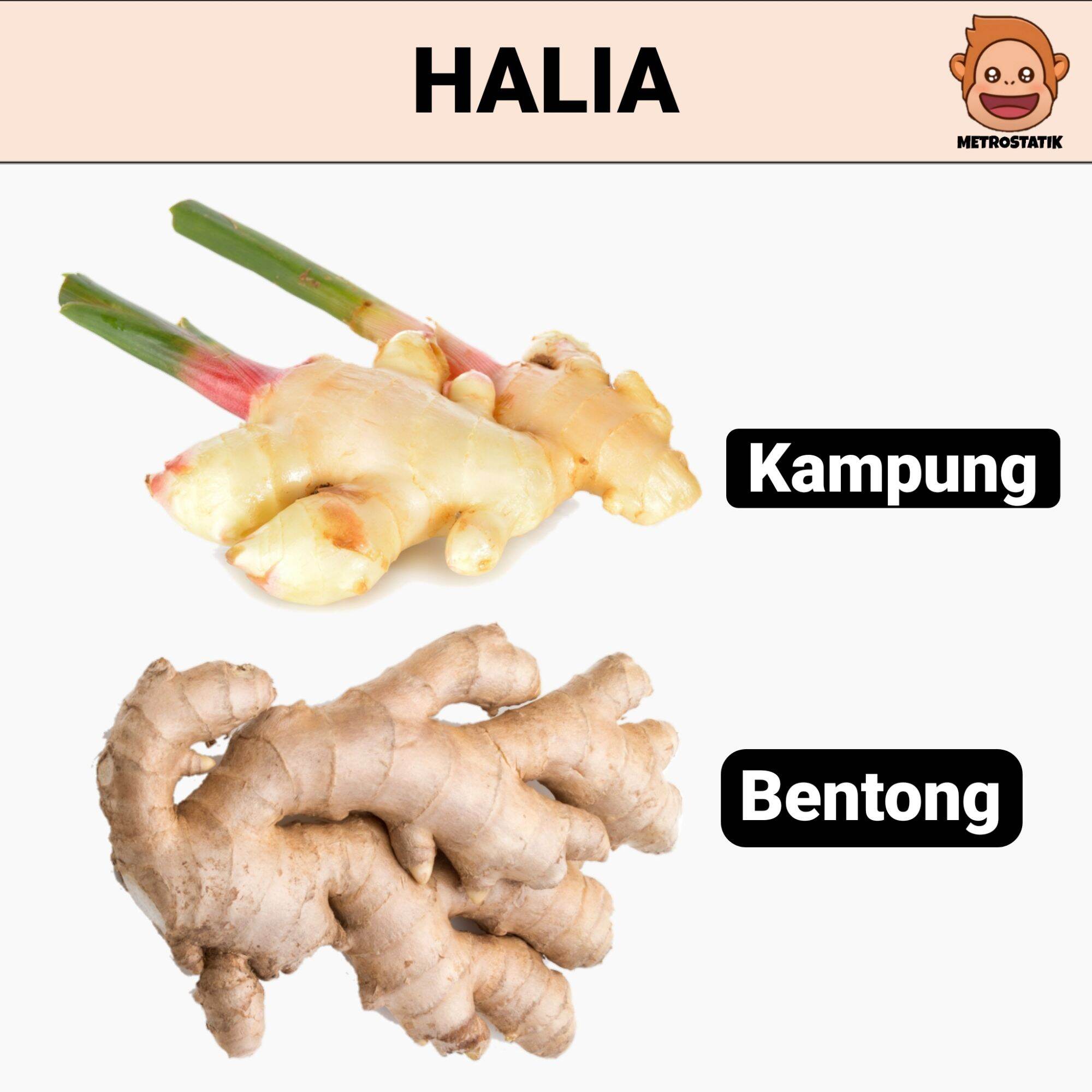 Halia Bentong & Kampung | Pilih Tua & Muda (100g/500g) | Lazada