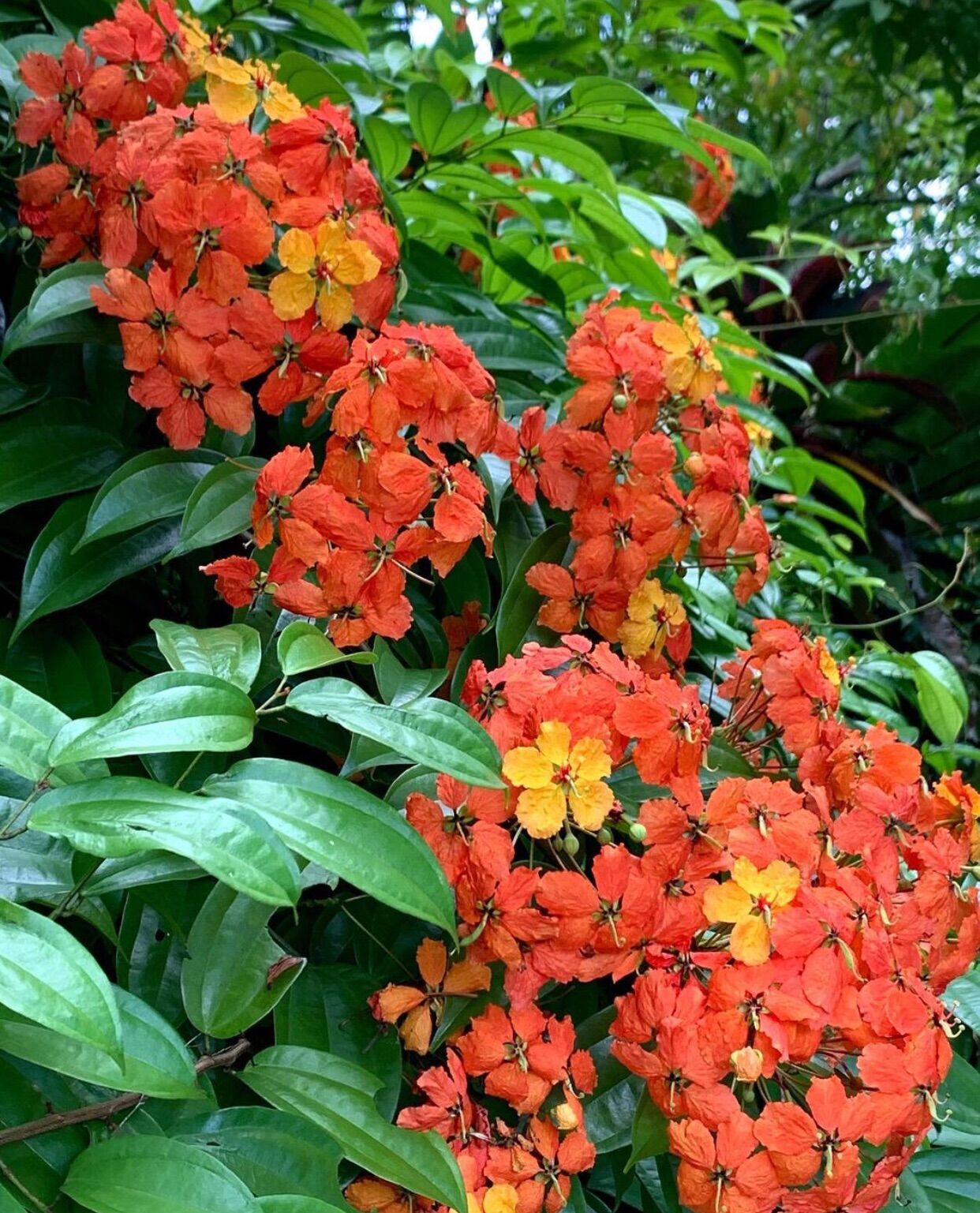 Pokok bauhinia kockiana | Lazada