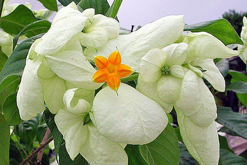 Pokok Bunga Janda Kaya ( PUTIH/ PINK) POLYBAG | Lazada