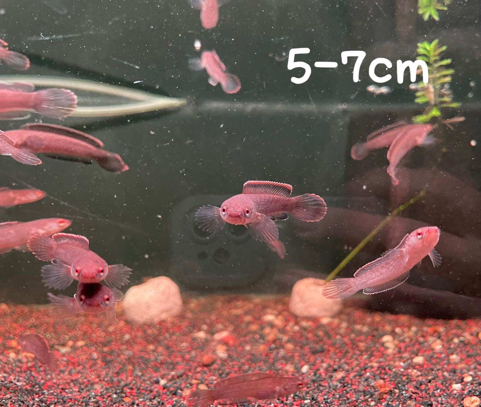 Channa sp fireback(Laos) 寮国 火背 雷龙鱼(live fish ikan hidup 观赏鱼) | Lazada