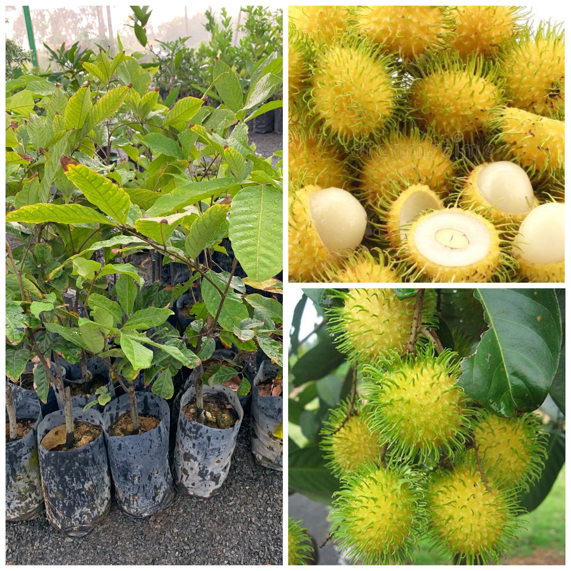 Anak pokok rambutan gading hybrid/rambutan kuning | Lazada