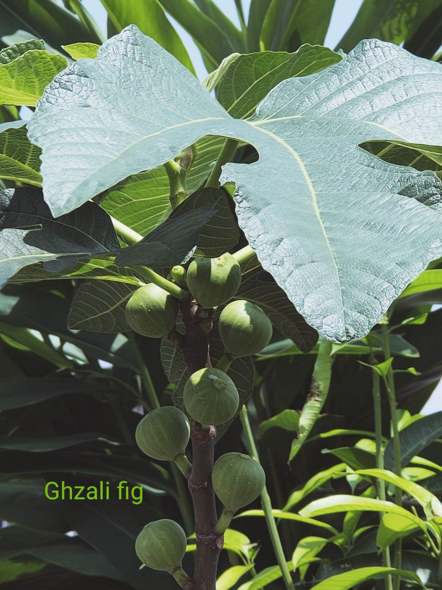 Anak Pokok Tin / Fig Saplings Adam, Super Jumbo, Golden Orphan, Black ...