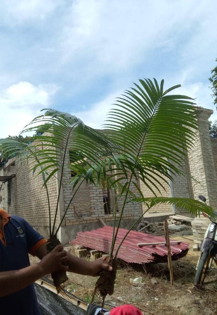 pokok paku aji bukit murah dan besar | Lazada