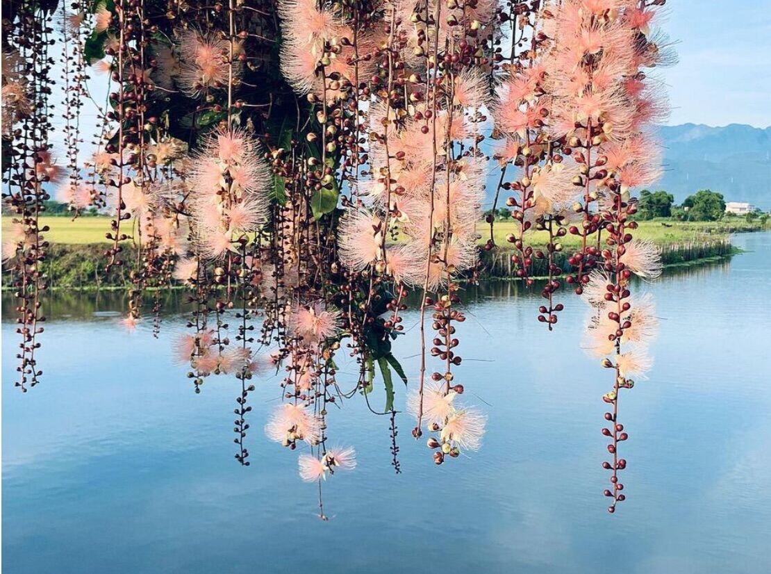 Pokok putat laut | Lazada