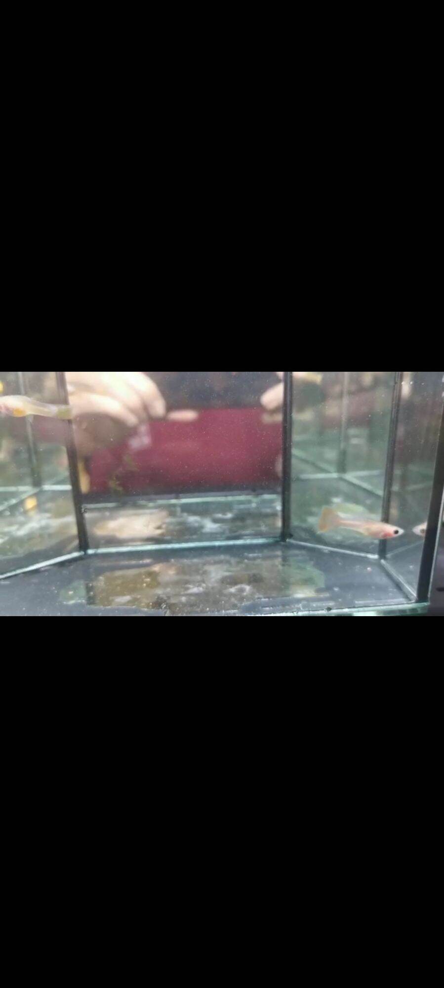 Yellow Pingu Glass Belly guppy fish ikan hidup | Lazada