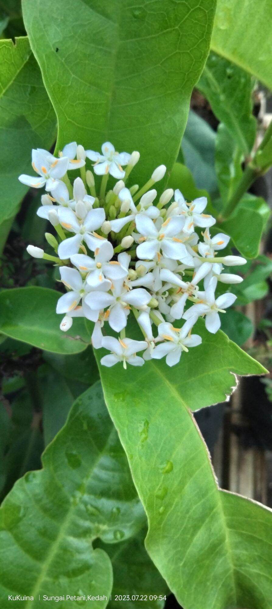 pokok bunga ixora madagascar/ ixora wangi | Lazada