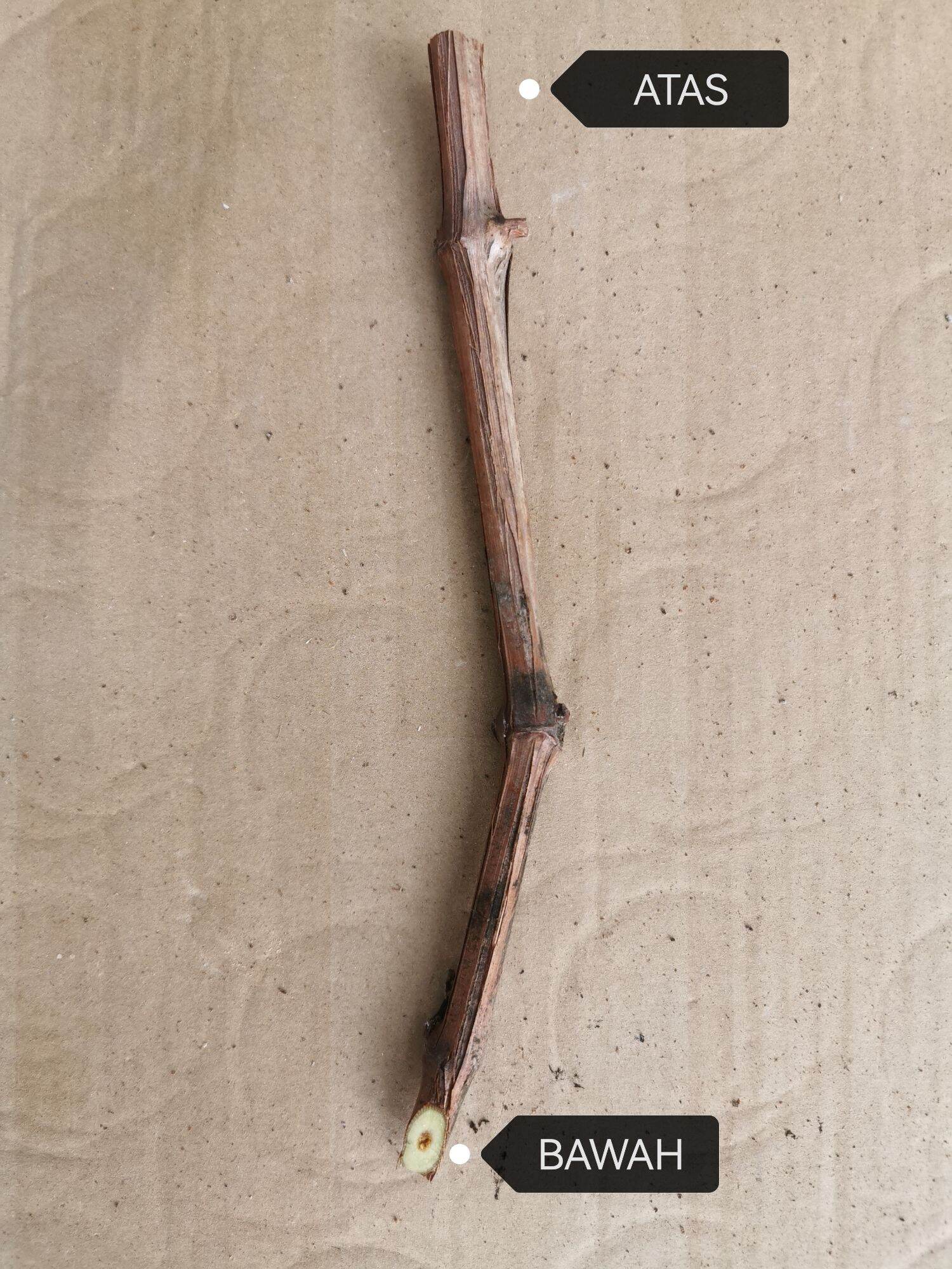 KERATAN ANGGUR RED MUSCAT CUTTING GRAPE WINE LIVE PLANT FRUIT | Lazada