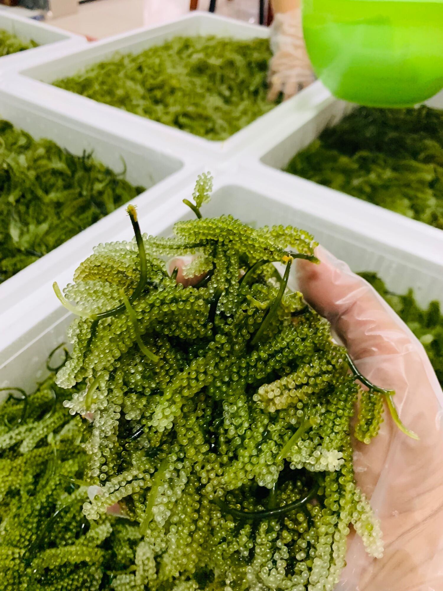 LATOK PREMIUM FRESH 500GRAM | Lazada