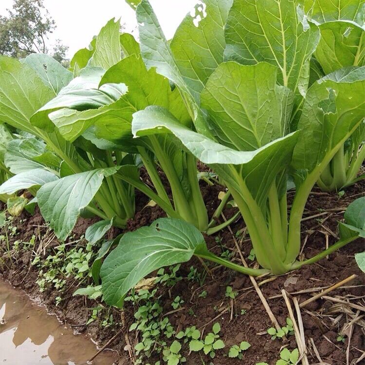 Benih Sawi Cameron Highlands 100pcs/Choy Shum/金马伦菜心籽 | Lazada