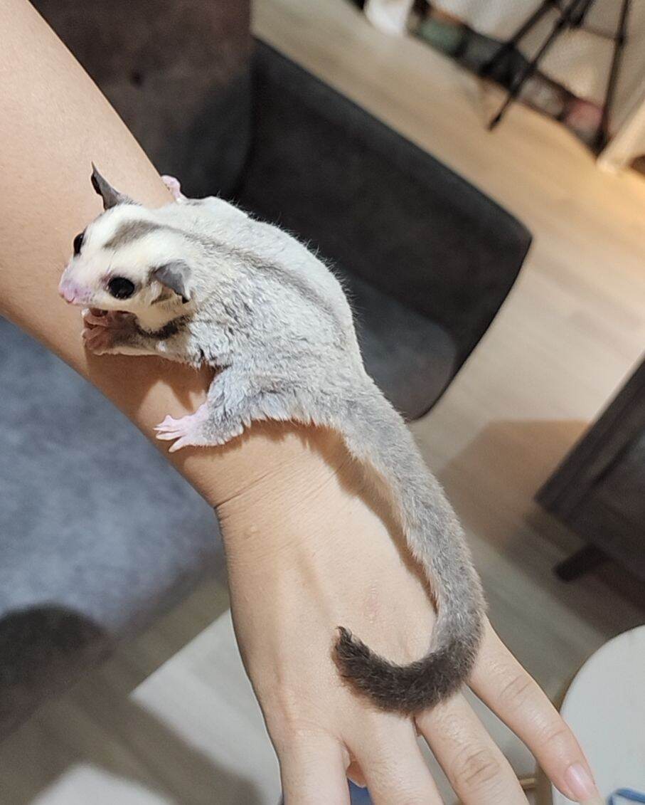 mimi glider house Official Store in Malaysia, Online Shop 12 2024