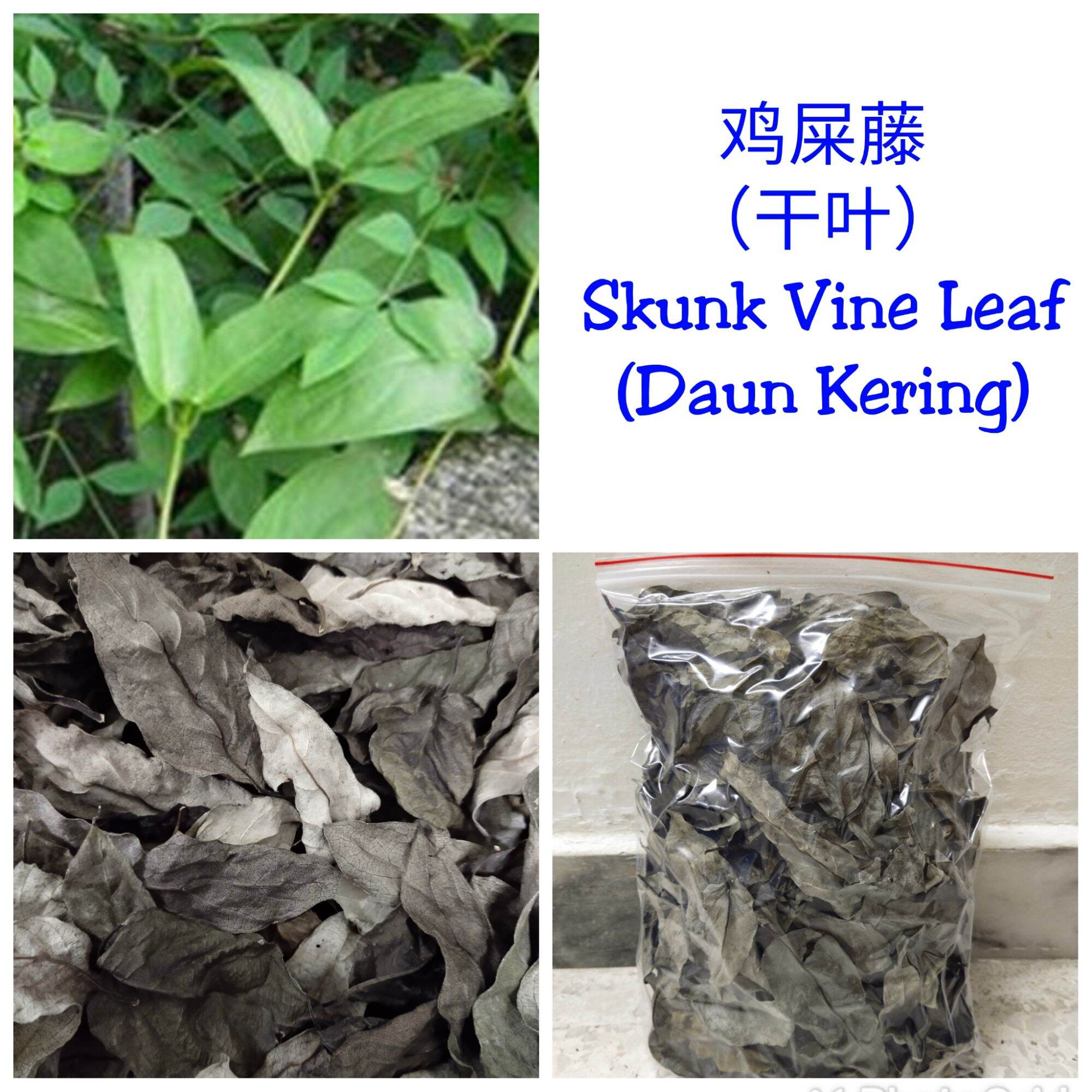 鸡屎藤干叶 Skunk Vine Dry Leaves (30g) | Lazada