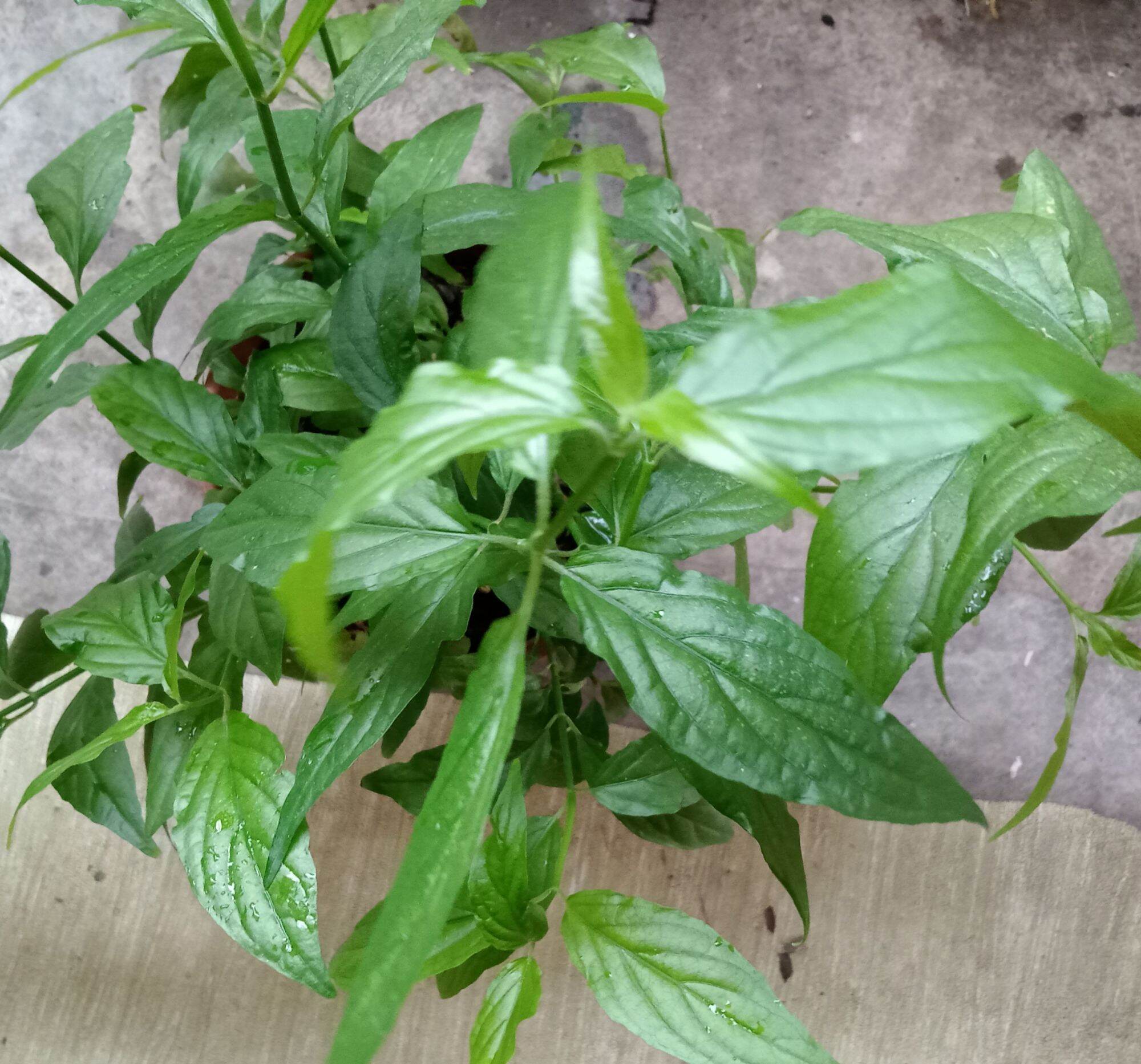 Anak Pokok Belalai Gajah | Lazada