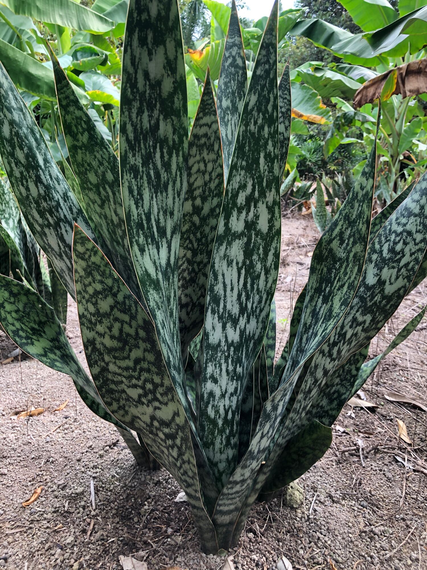 Sansevieria Jaboa/Pokok Lidah Buaya（2-4 leaf） | Lazada
