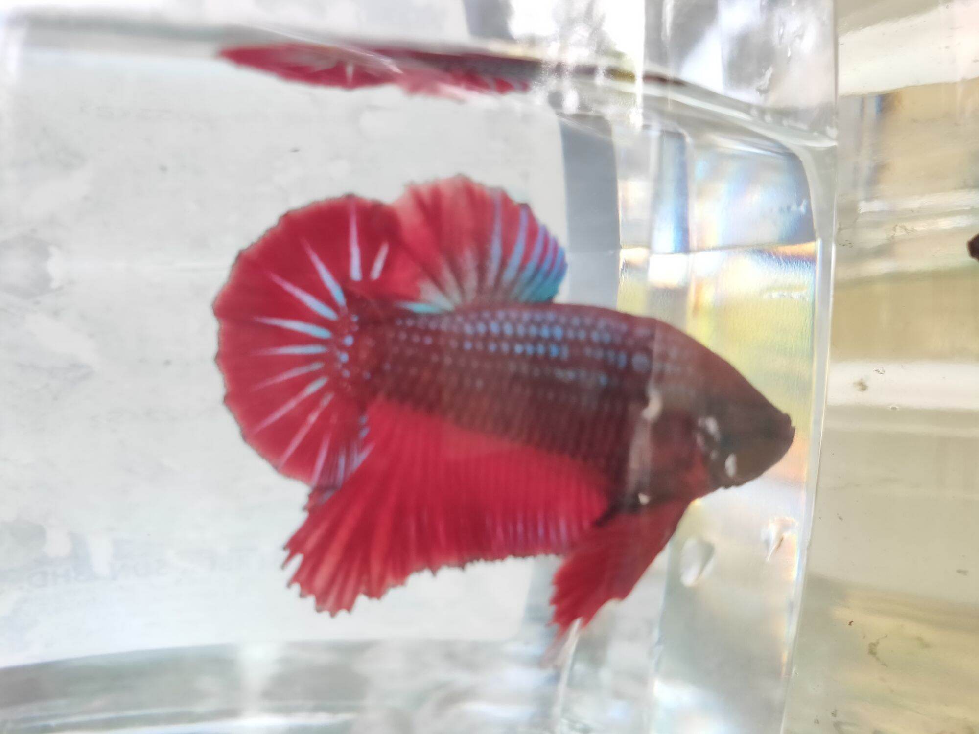 [RAYA PROMO 50% OFF] RED SNOW DRAGON Betta Fish / Ikan Laga Plakat ...