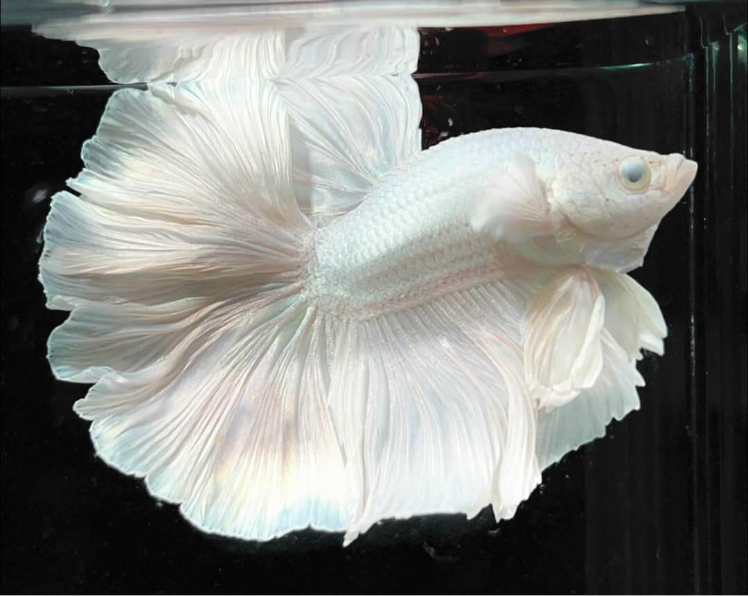 LIVE BETTA HALFMOON WHITE OPAQUE PEGASUS ROSETAIL TOP QUALITY THAILAND ...