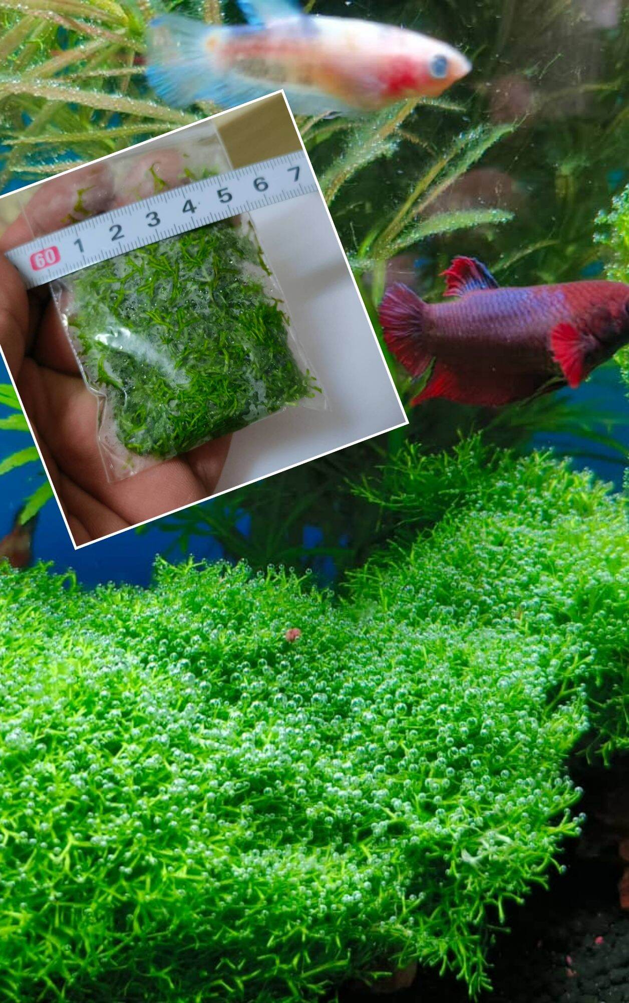 Aquatic plant Emerged plant Riccia sp.Dwarf Aquarium plant | Lazada