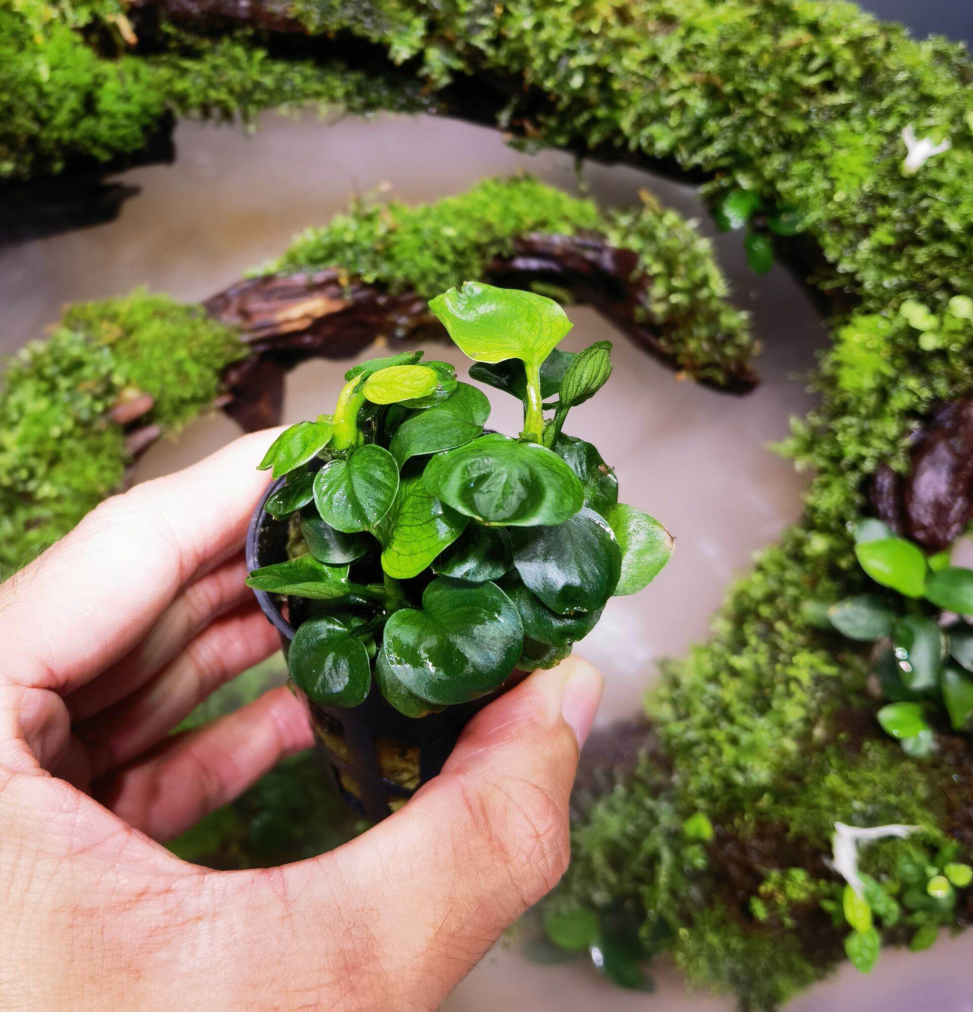 🔥Aquatic Plant🔥 Anubias Mini Gold Coin - Aquarium / Aquascape ...