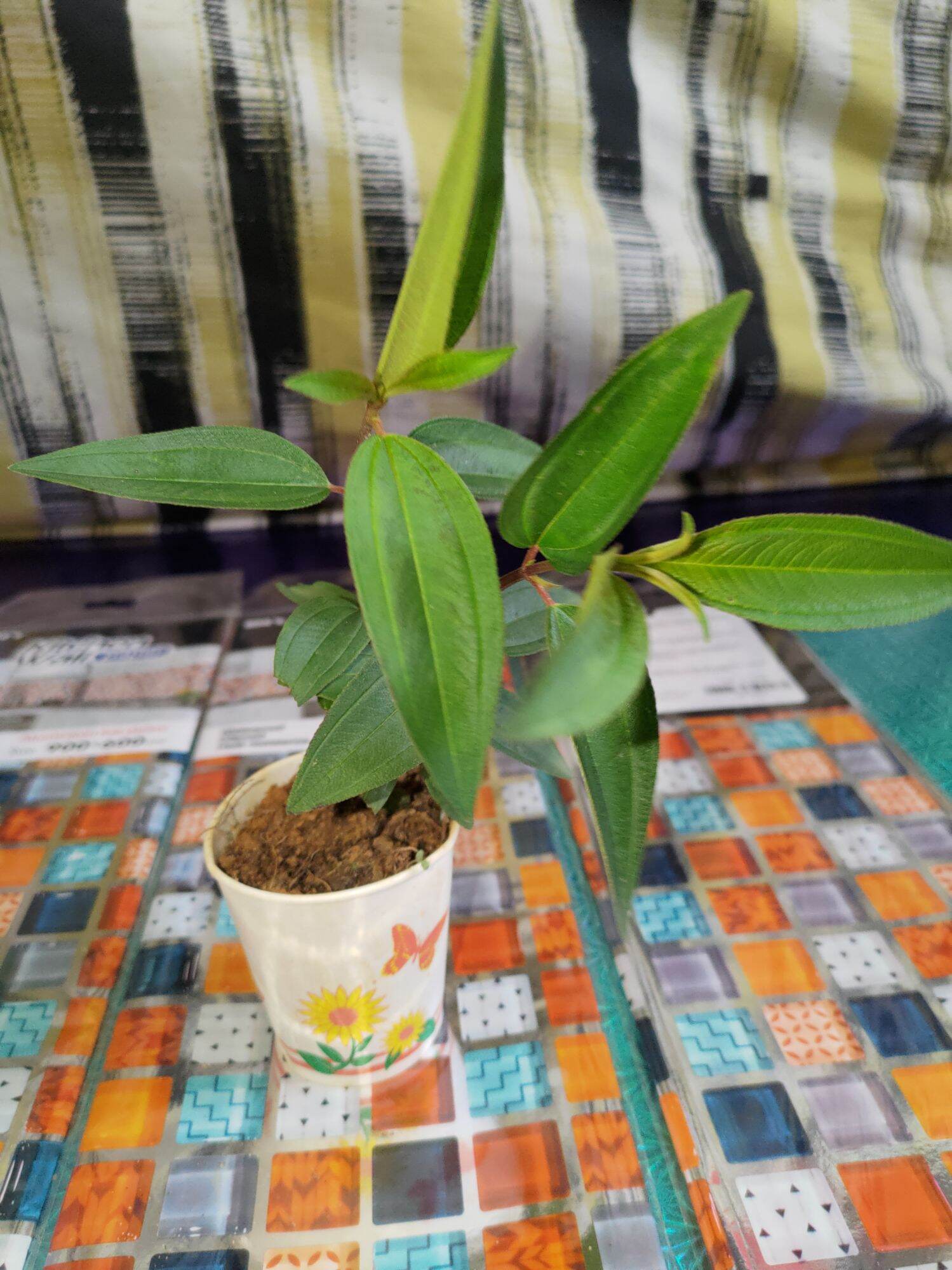 pokok keduduk,pokok semalu,pokok paku pakis tebing,pokok lalang,pokok ...