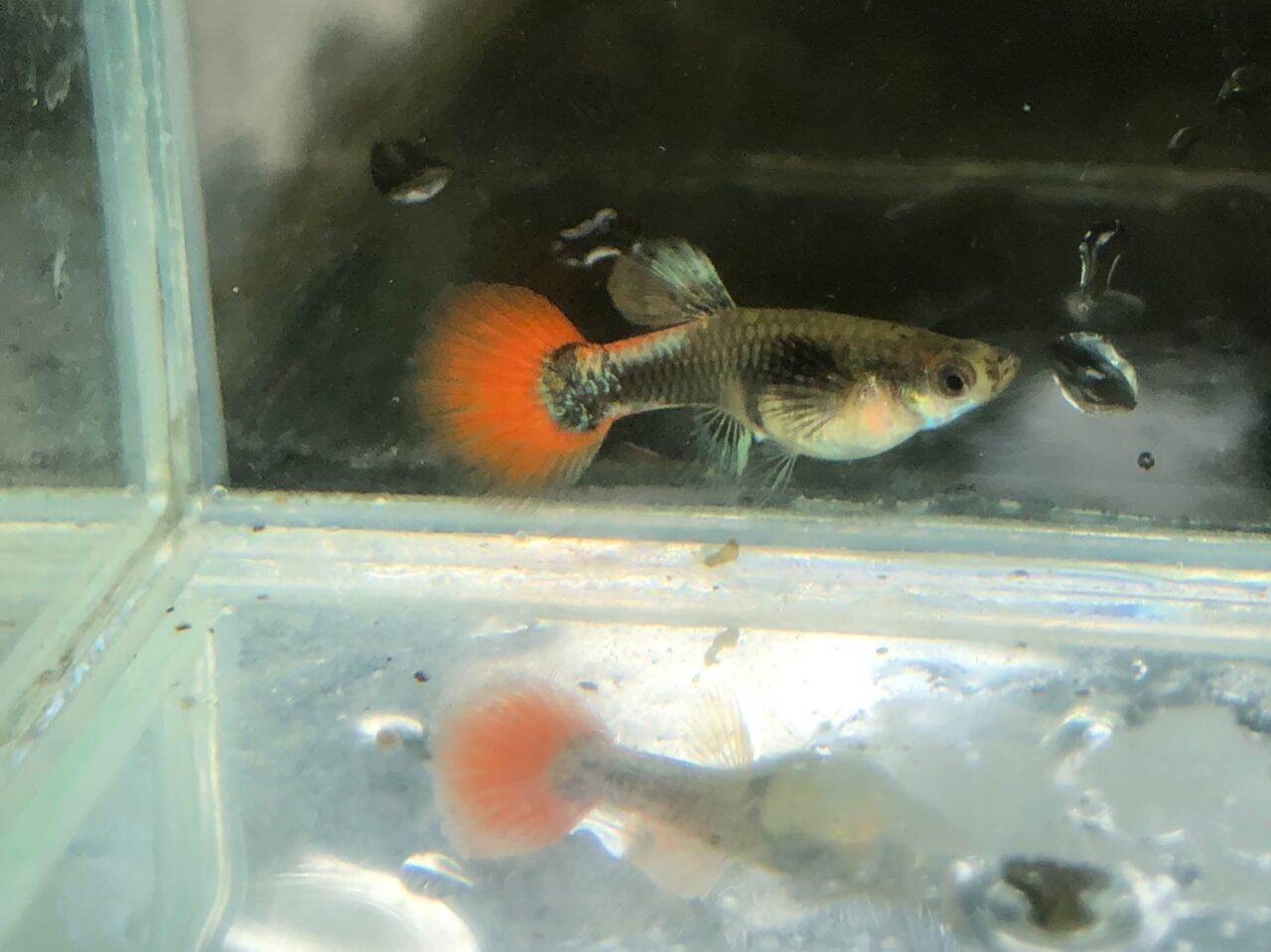 guppy dumbo redtail | ikan guppi big ear | Guppies fish | guppy pure ...