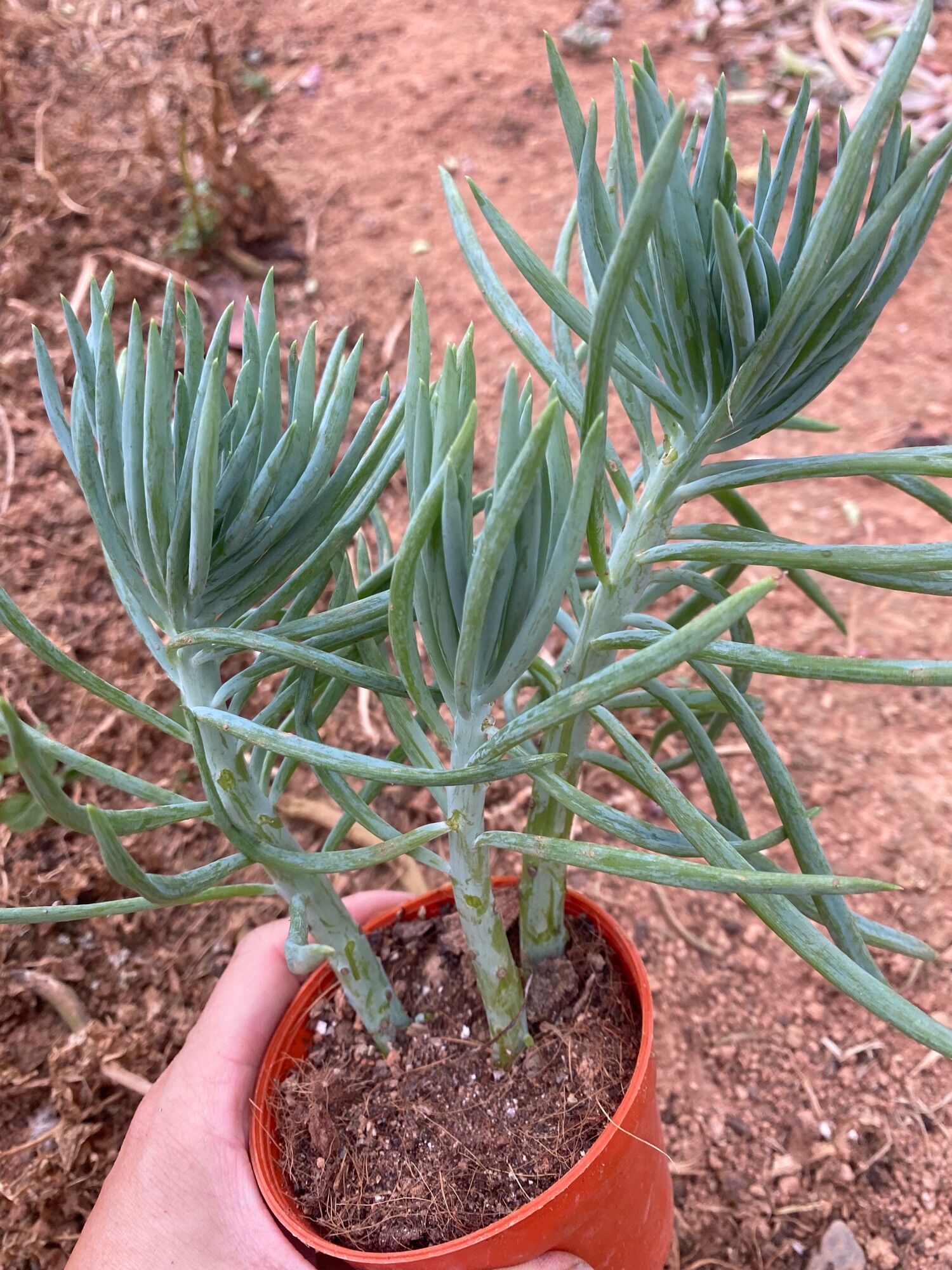 蓝月亮Senecio antandroi 菊科千里光属多肉植物 85mm pot | Lazada