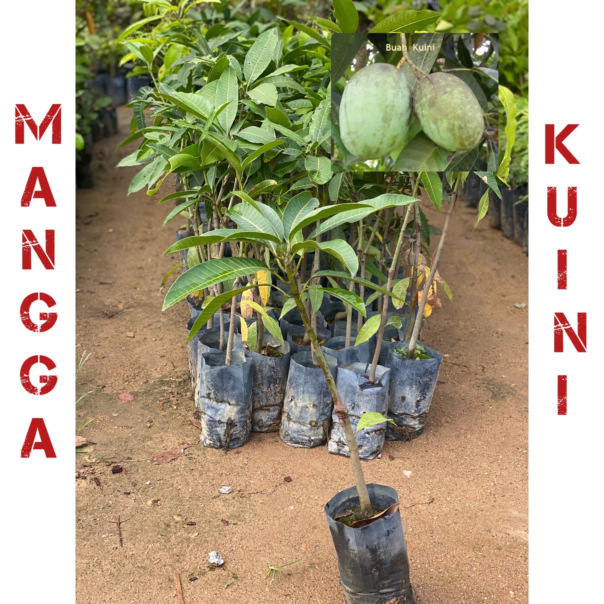 pokok buah mangga ( kuini ) hybrid thai murah | Lazada