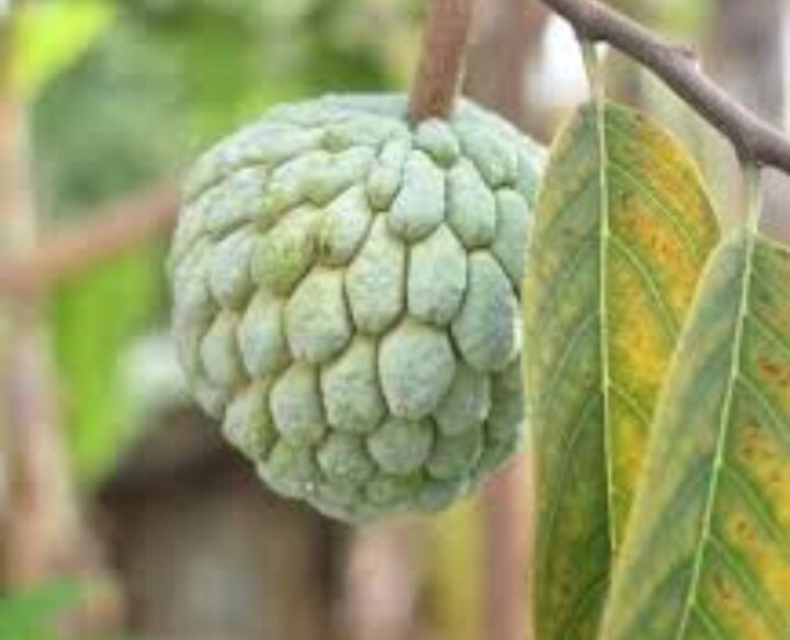 anak pokok buah anona atau nona | Lazada