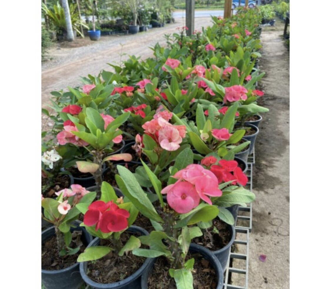 Pokok Bunga posian / mahkota berduri / sudah berbunga / pokok bunga ...