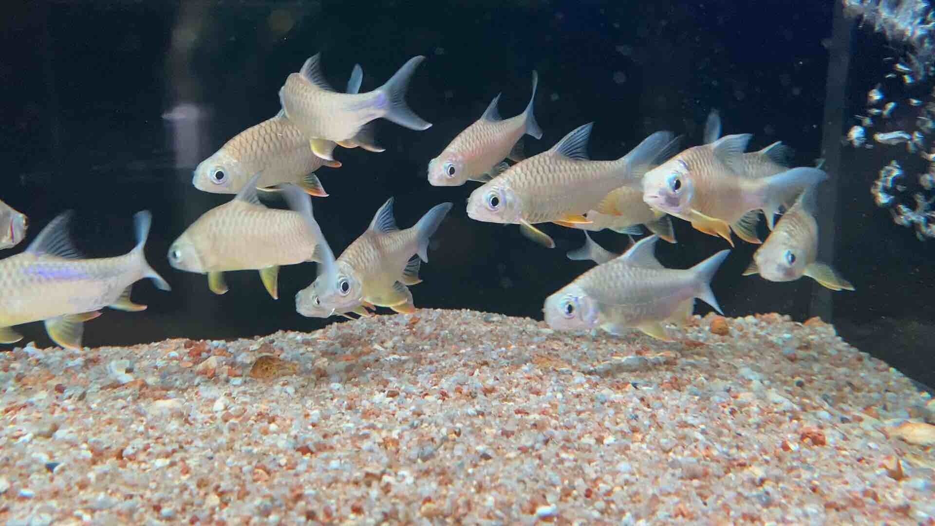Golden Lemon Fin Tinfoil Barb freshwater fish | Lazada