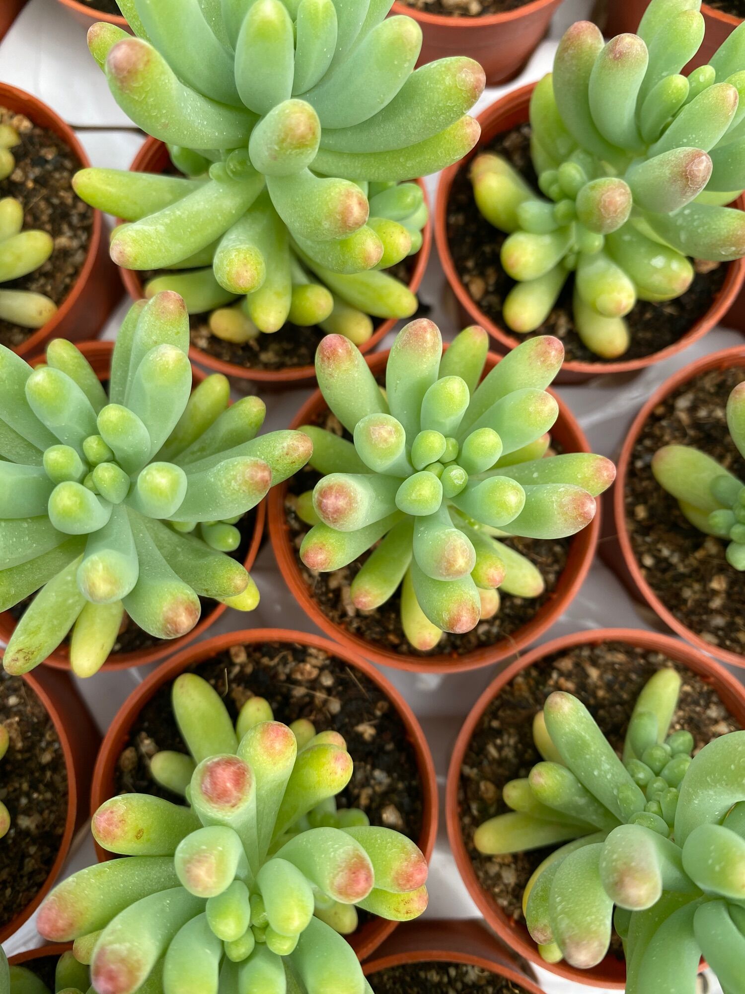 Ready stock 🇲🇾 Succulents 🌿 SEDUM pachyphyllum Rose乙女心 | Lazada