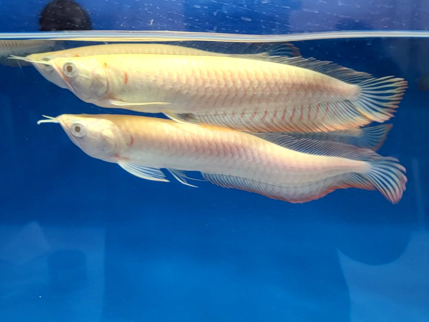 Albino Silver Arowana | Lazada