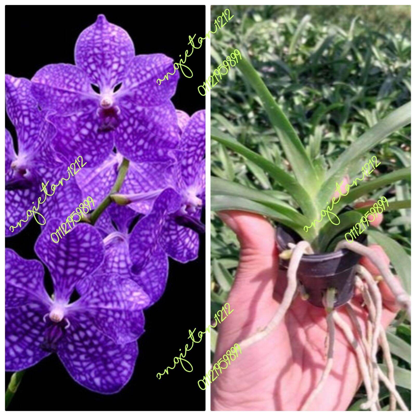 Vanda Blue seedling and medium saiz live plant | Lazada